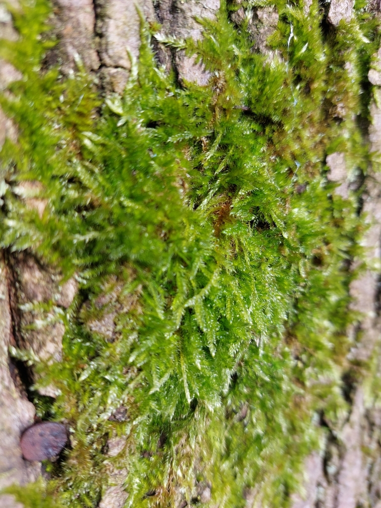 Clustered Feather-moss from York YO32 2RE, UK on March 29, 2024 at 09:04 AM by John T · iNaturalist