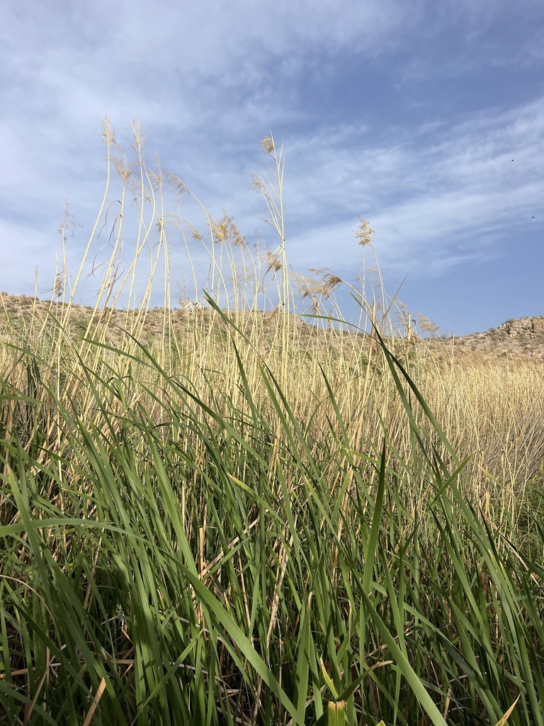 subtropical common reed from Brewster County, TX, USA on March 24, 2024 ...