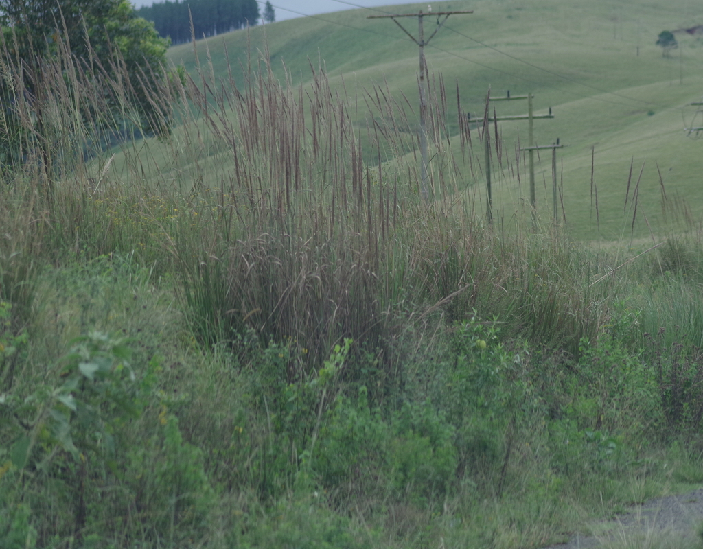 Daba Grass from Kokstad to Hillcrest via Ixopo on the N2, R56, Kwazulu ...