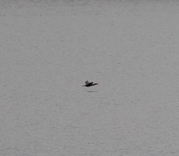 Double-crested Cormorant from Clay Township, PA, USA on March 28, 2024 ...