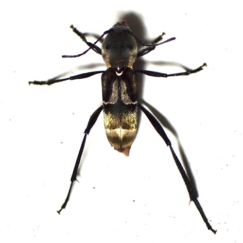 (Mecometopus aesopus)