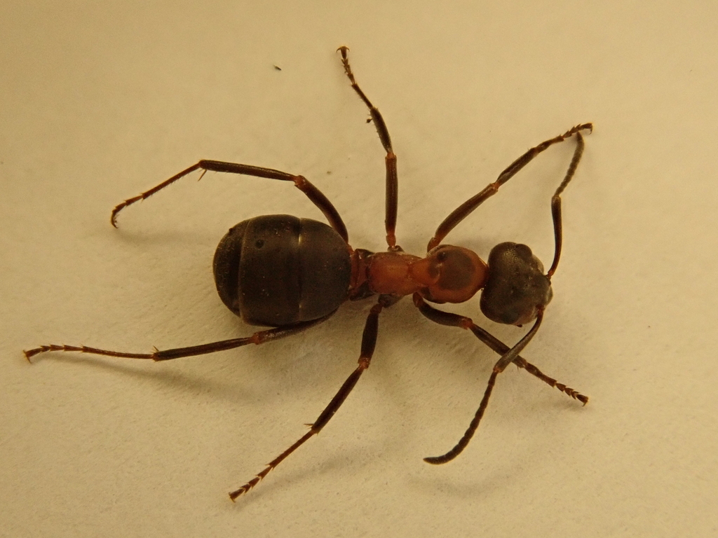 rufa-group Wood Ants from Ladushkin, Kaliningrad Oblast, Russland on ...