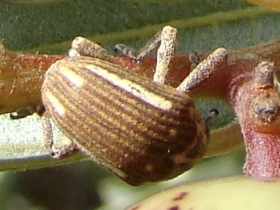 Sternuchopsis from Mopani District Municipality, Afrique du Sud on ...