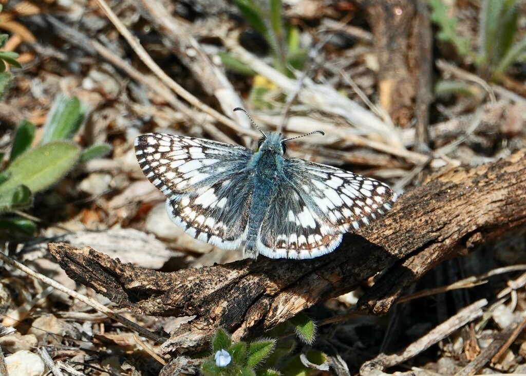 Common Checkered-Skipper and Allies from Embudito Trailhead, Trailhead ...