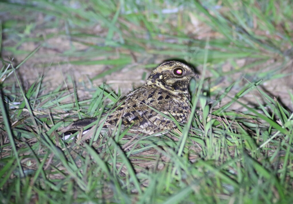 Swamp Nightjar from Mbomo, Republic of the Congo on March 16, 2024 at ...