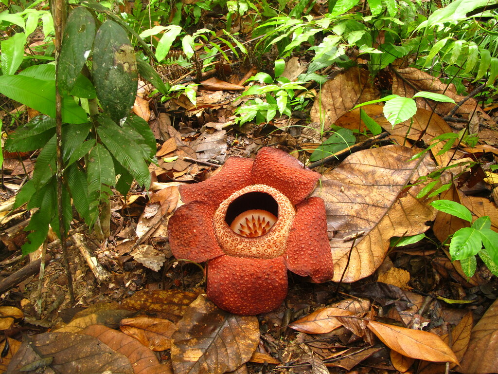Rafflesia keithii from Ranau, Sabah, Malaysia on September 30, 2010 at ...