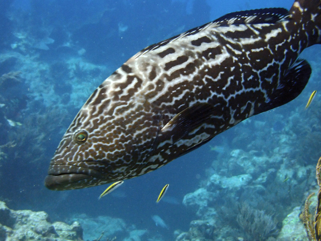 Black Grouper in February 2019 by Derek Garvey · iNaturalist