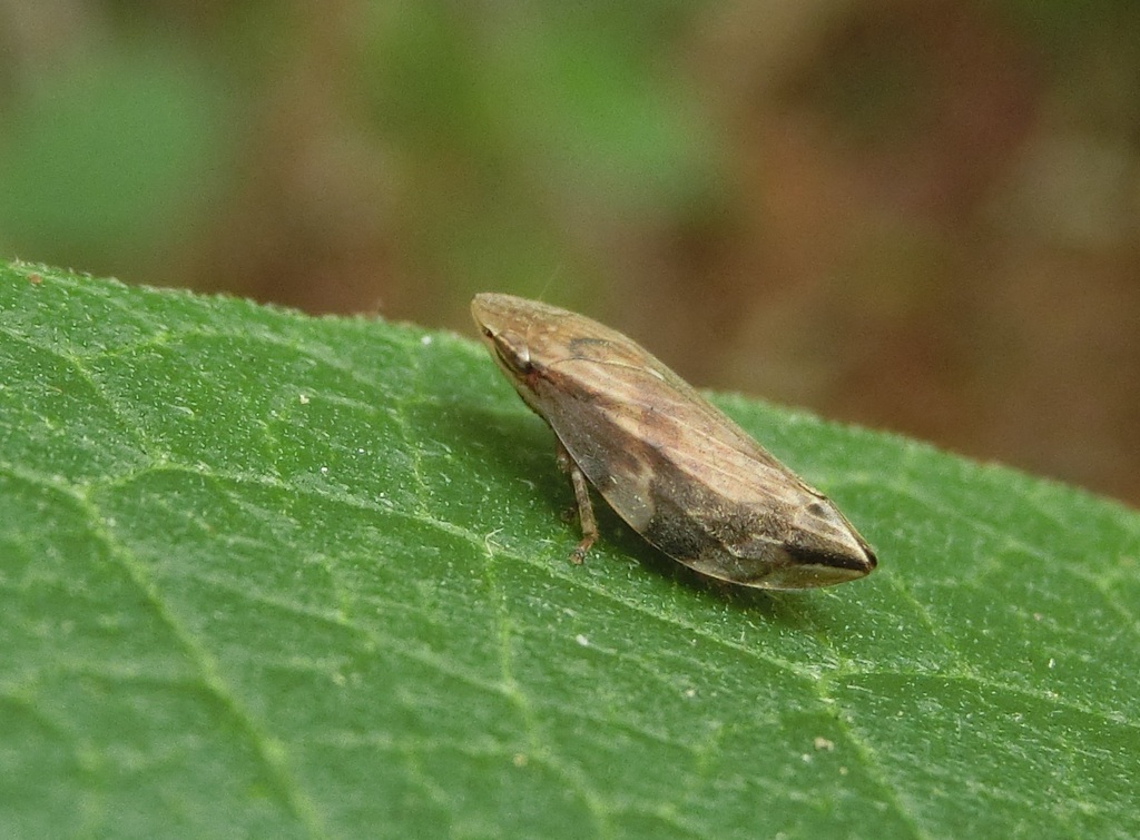 Clovia conifera from 558台灣南投縣鹿谷鄉 on March 29, 2024 at 10:34 AM by ...
