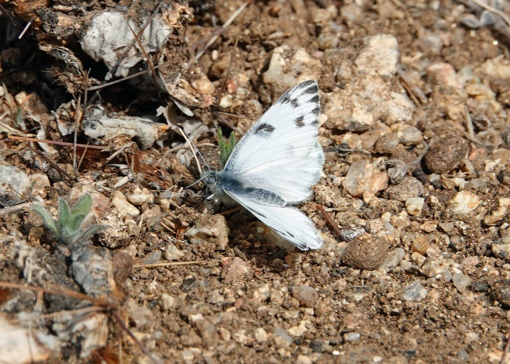 Checkered White from Embudito Trailhead, Trailhead Rd NE, Albuquerque ...