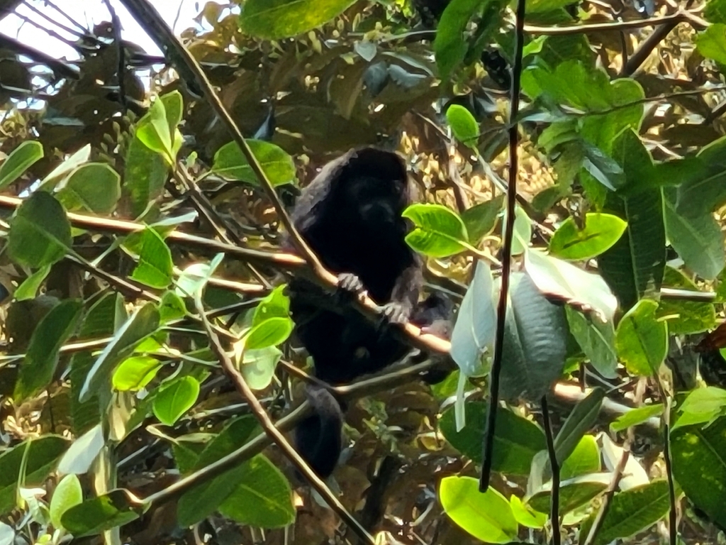 Mantled Howler Monkey from 74GM+8H9, Heredia, Los Angeles de Rio Frio ...
