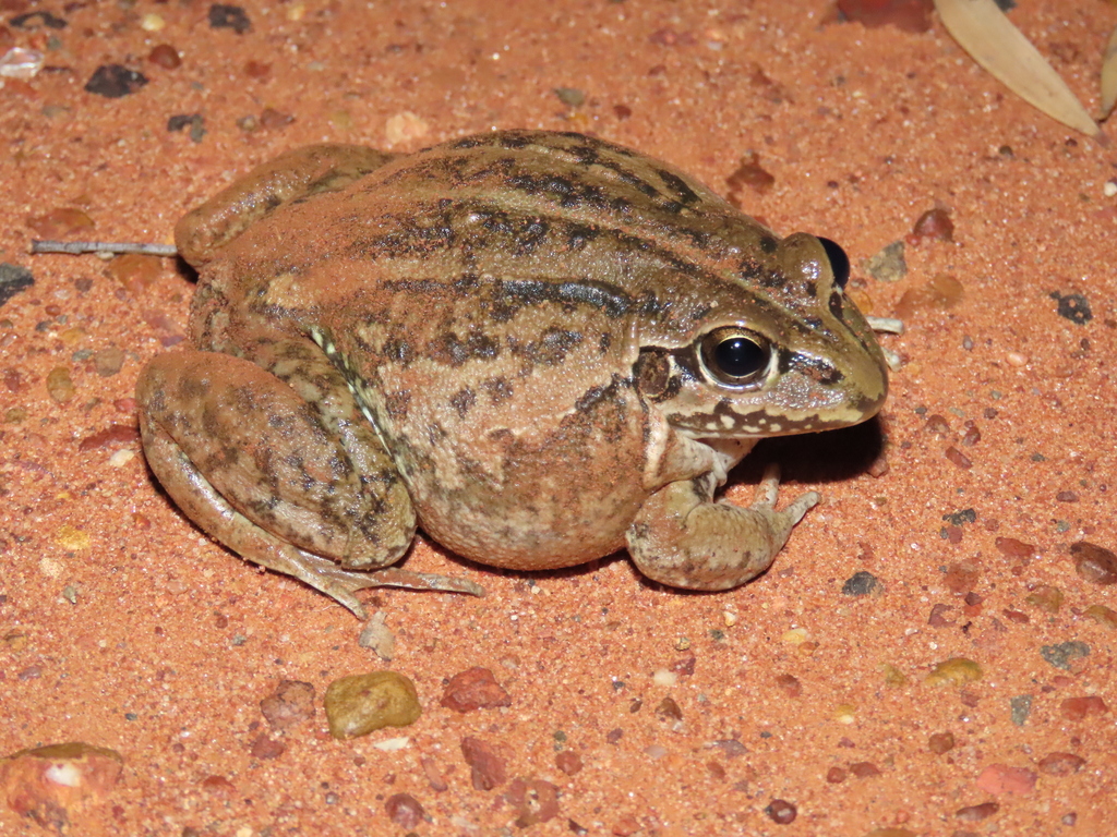 Striped Burrowing Frog from Ward QLD 4470, Australia on March 8, 2024 ...