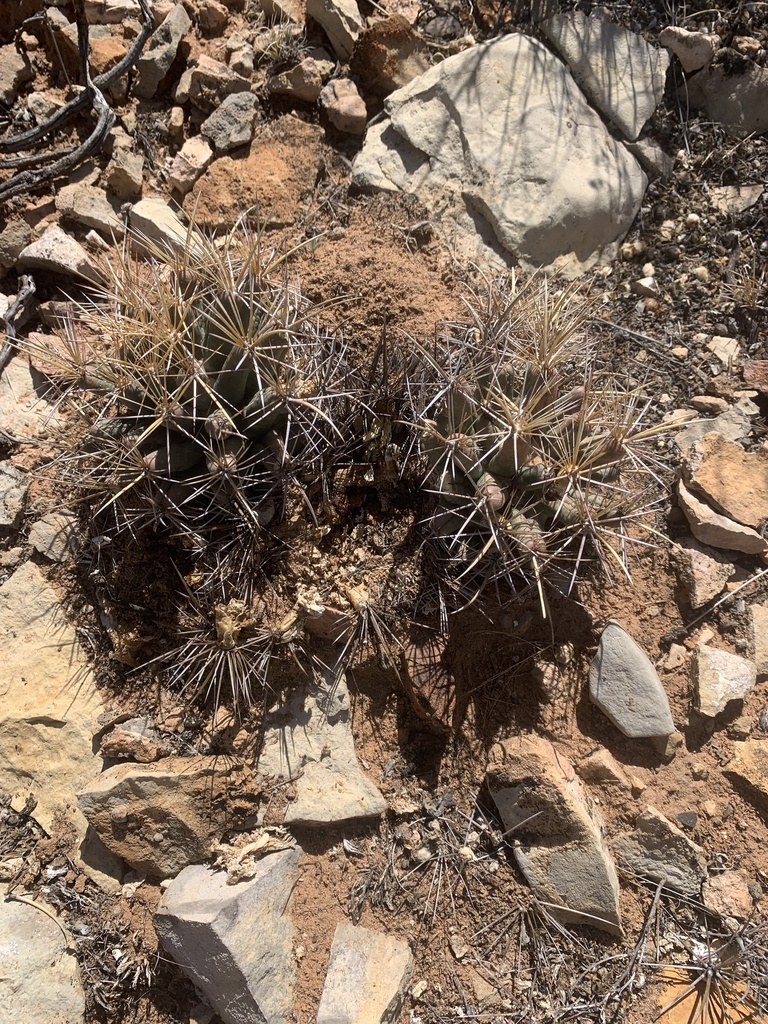 Stout Needle Mulee in March 2024 by laramacon · iNaturalist