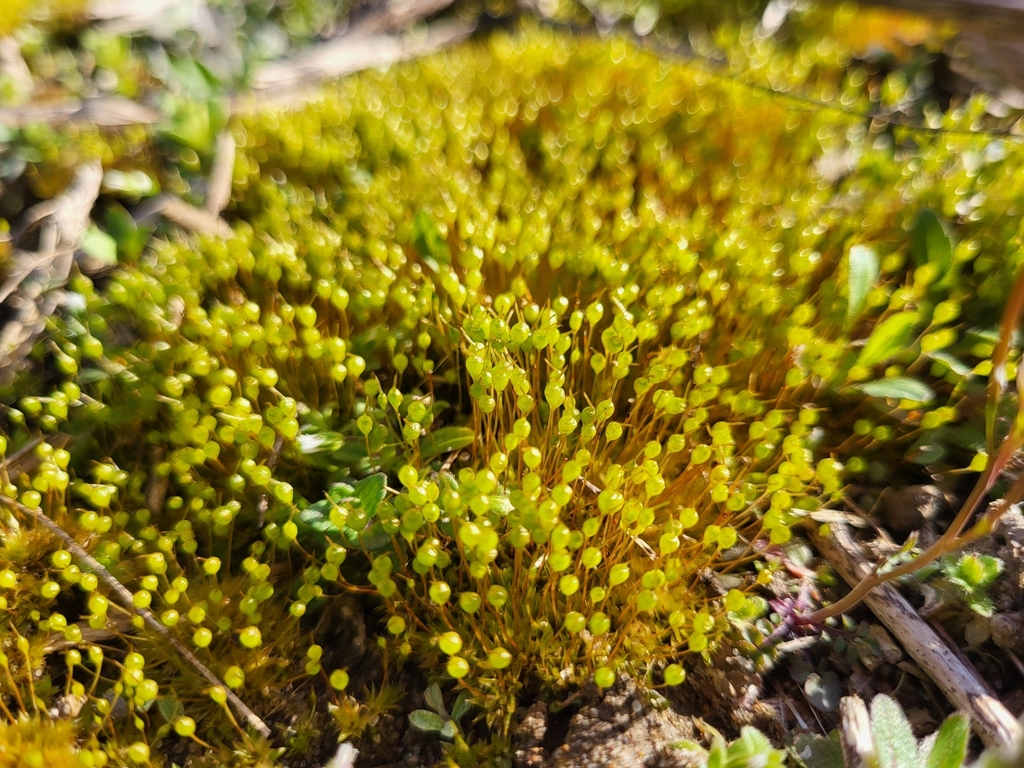 common bladder moss from Ridgely, MD 21660, USA on March 11, 2024 at 09 ...