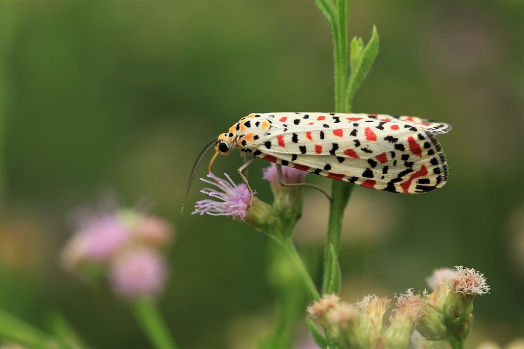 Crimson-speckled Flunkey from Bobonong, Botswana on April 2, 2019 at 04 ...