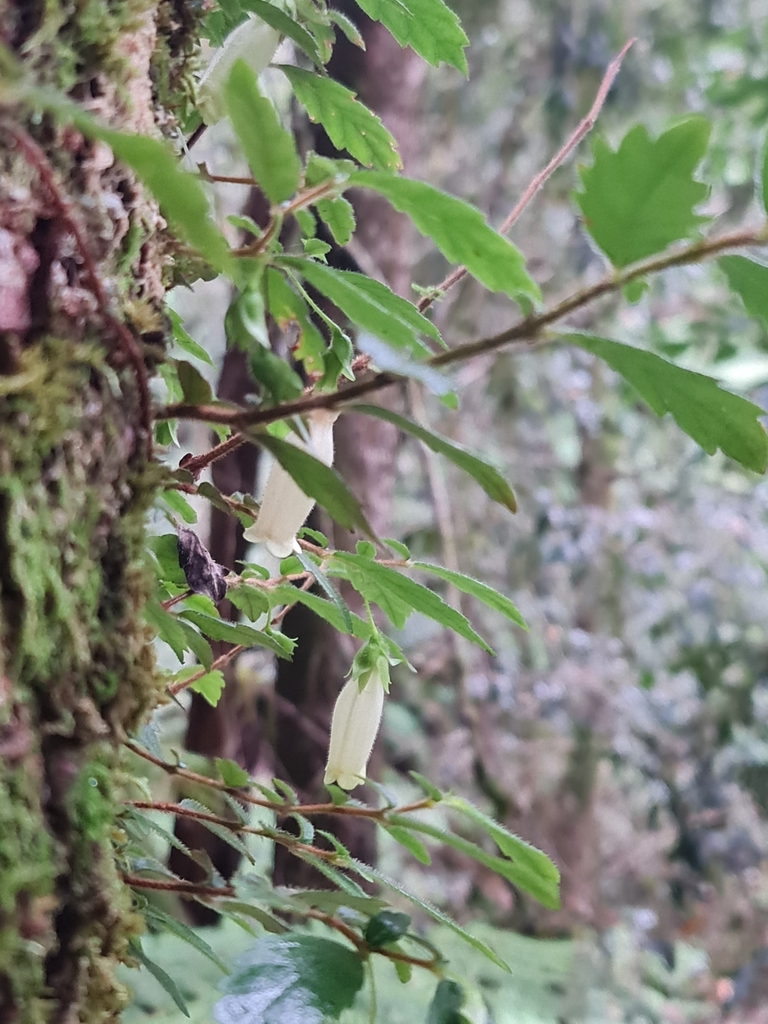 fieldia in March 2024 by Louise Elder · iNaturalist