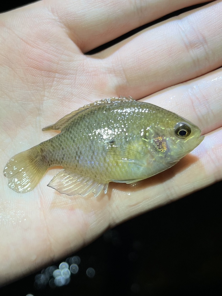 Banded Sunfish in March 2024 by Max Ramey · iNaturalist