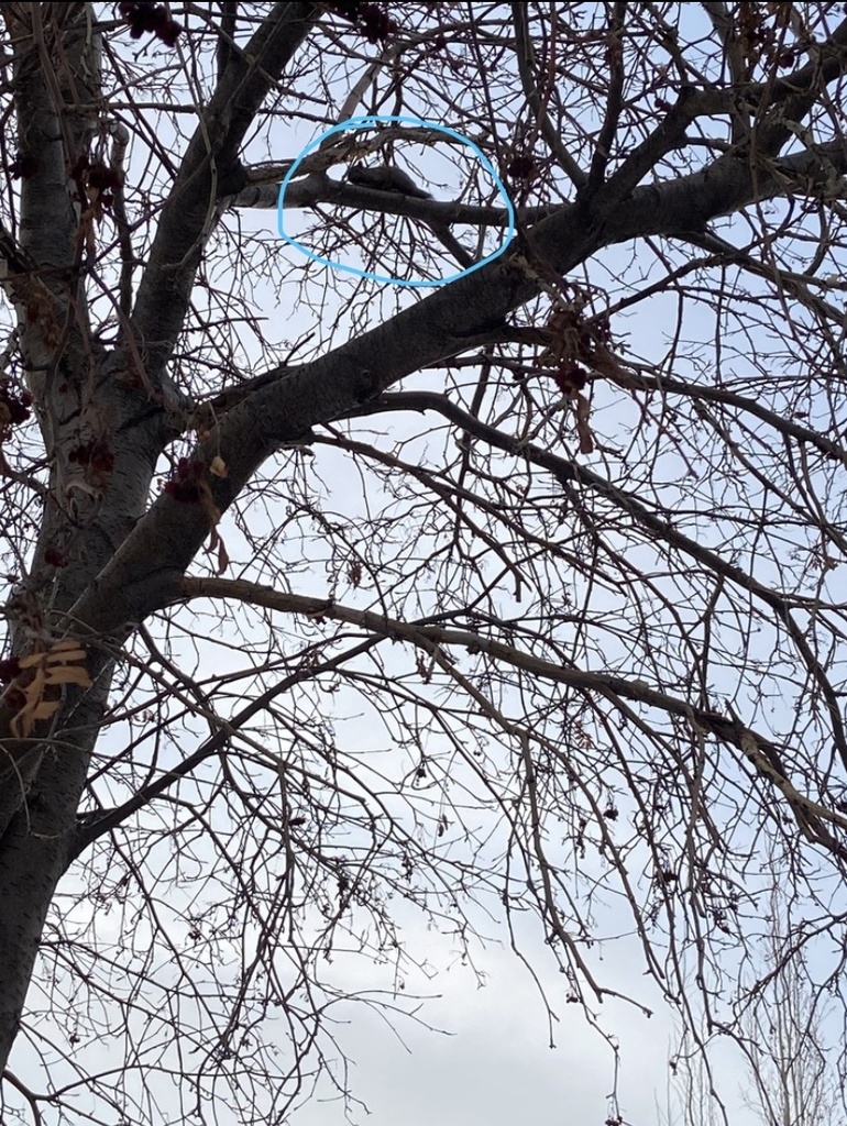 Eastern Gray Squirrel from 24 Ave NE, Calgary, AB, CA on March 9, 2024 ...