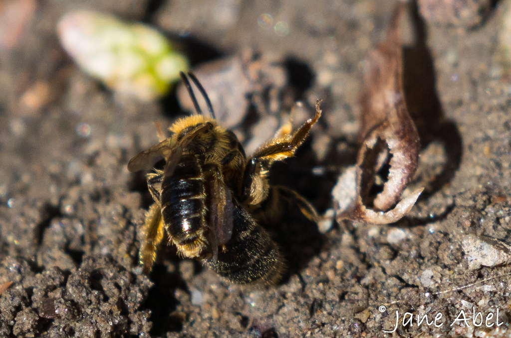 Miserable Mining Bee from Richland, WA, USA on March 26, 2024 at 12:48 ...
