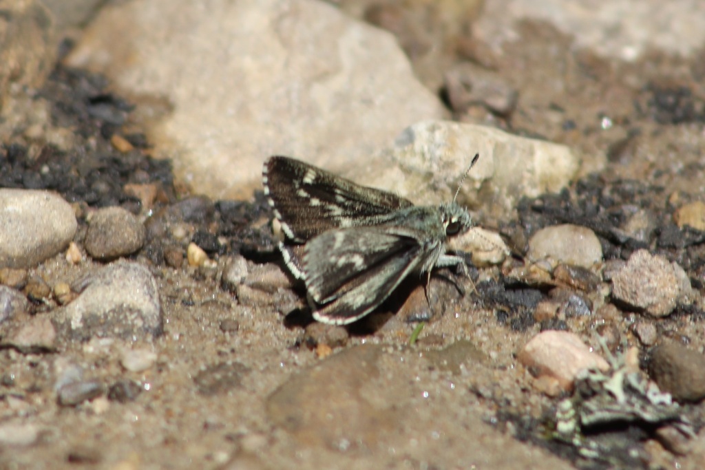 Pepper and Salt Skipper from Franklin County, TN, USA on March 28, 2024 ...