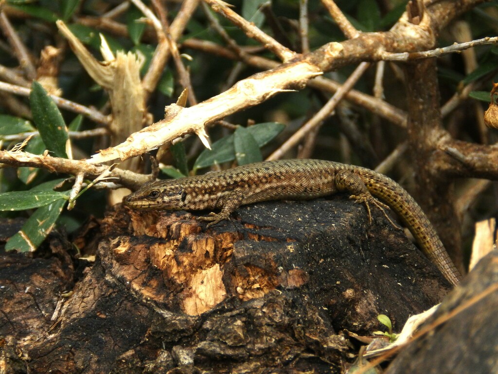 Green Iberian Wall Lizard from 2000 Achete, Portugal on March 29, 2024 ...