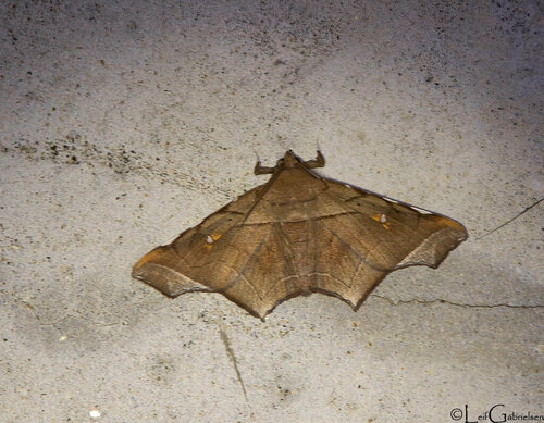Episparis philippinensis · iNaturalist