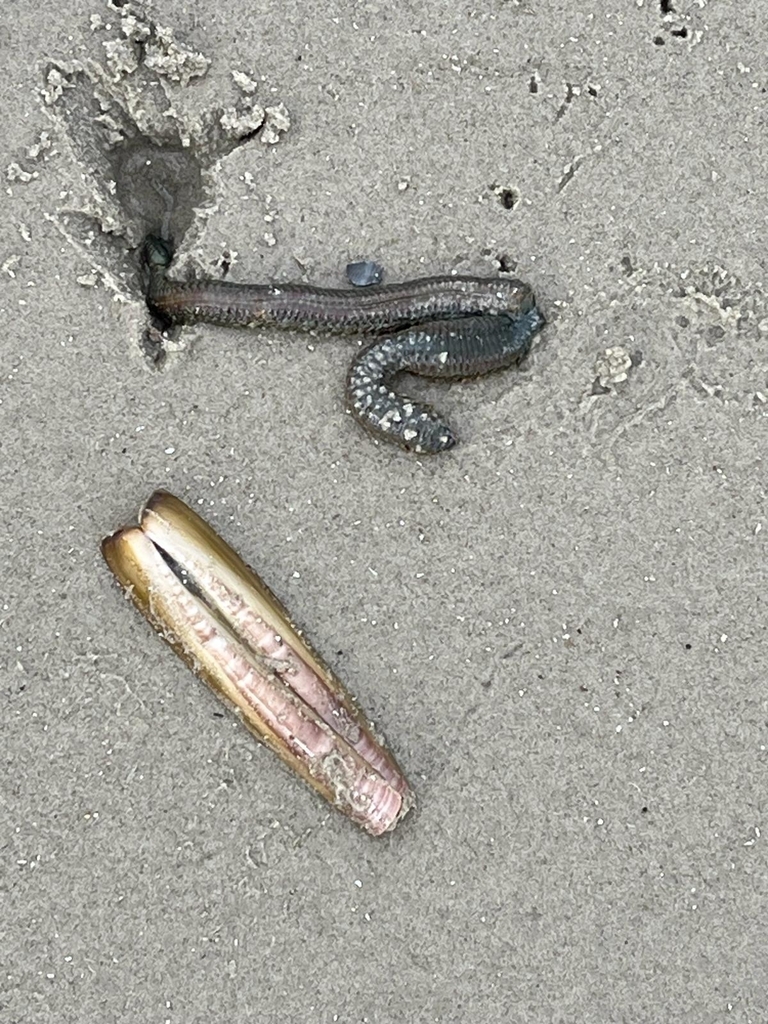 Ragworms and Allies in March 2024 by rhinodalf · iNaturalist