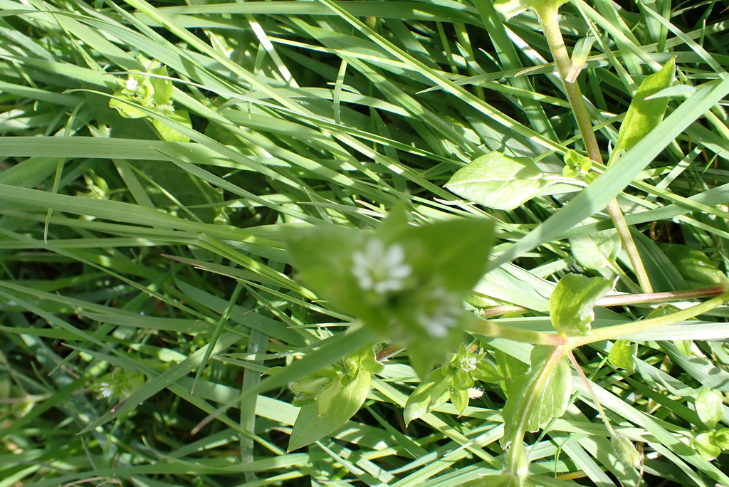 common chickweed from Purbrook, Waterlooville PO7, UK on March 29, 2024 ...