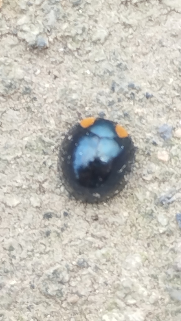 Metallic Blue Lady Beetle from 92910 La Antigua, Ver., México on March ...