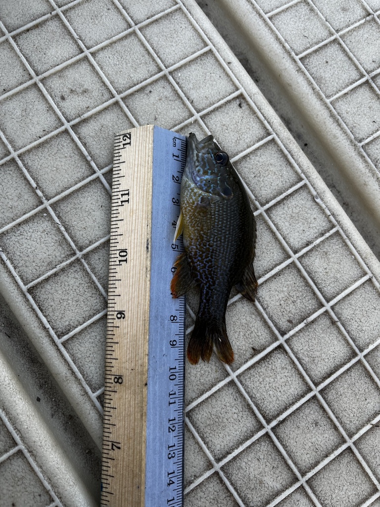 Green Sunfish from Monongahela River, Star City, WV, US on October 24 ...