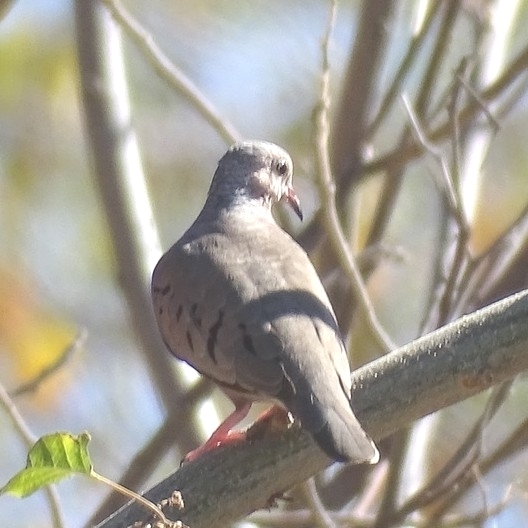 Common Ground Dove from Miacatlán, Mor., México on January 15, 2024 at ...