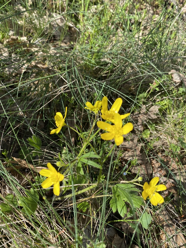 Western Buttercup from Wasco County, US-OR, US on March 29, 2024 at 10: ...