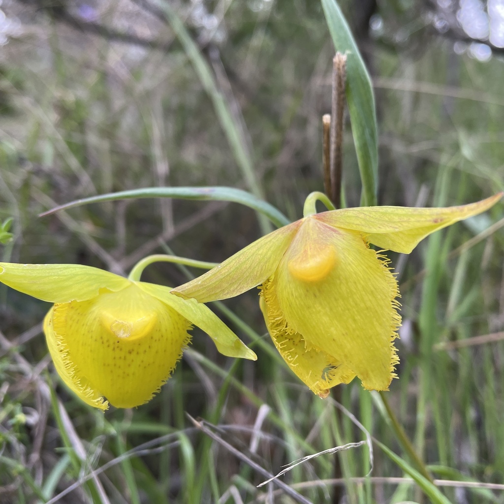 Mount Diablo fairy-lantern in March 2024 by loganinsky · iNaturalist
