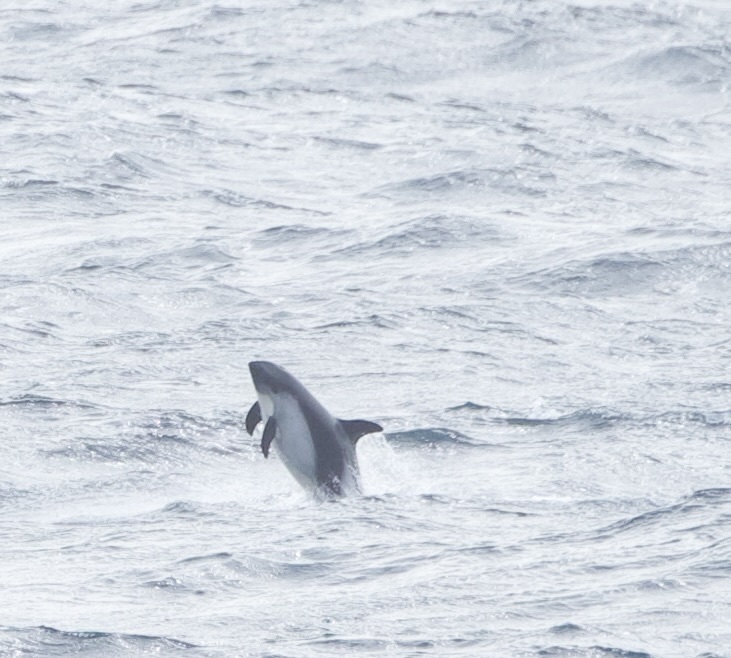 Peale's Dolphin on March 8, 2024 at 03:30 PM by Darrell Parsons ...