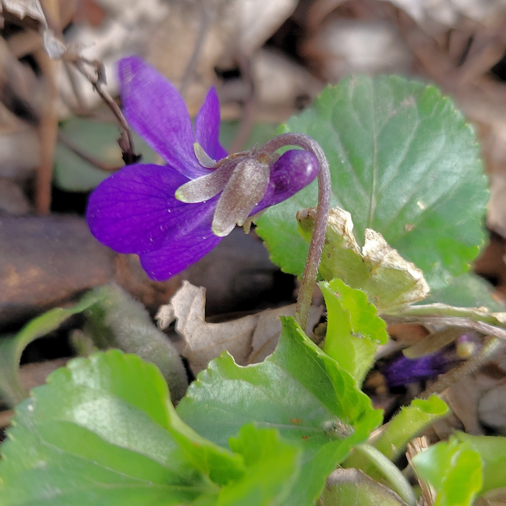 Sweet violet from Confederation Park B, Hamilton, ON, Canada on March ...