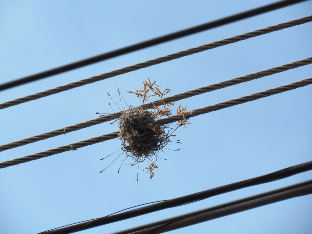 ballmoss from La Colina on April 26, 2019 at 08:20 AM by Selene Rangel ...