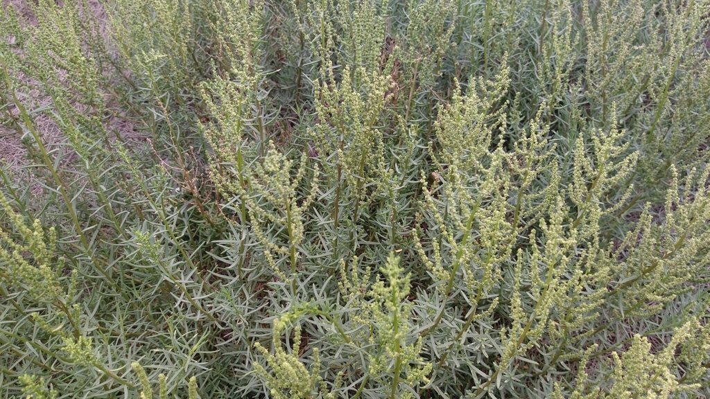 Herbaceous Seepweed from Tainan, TW-TN-TI, TW on April 27, 2019 at 02: ...