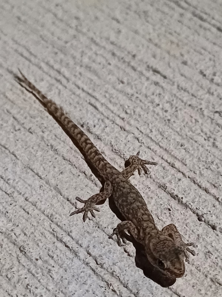 Darwin's Marked Gecko from 25 de Mayo, Río Negro, Argentina on March 27 ...