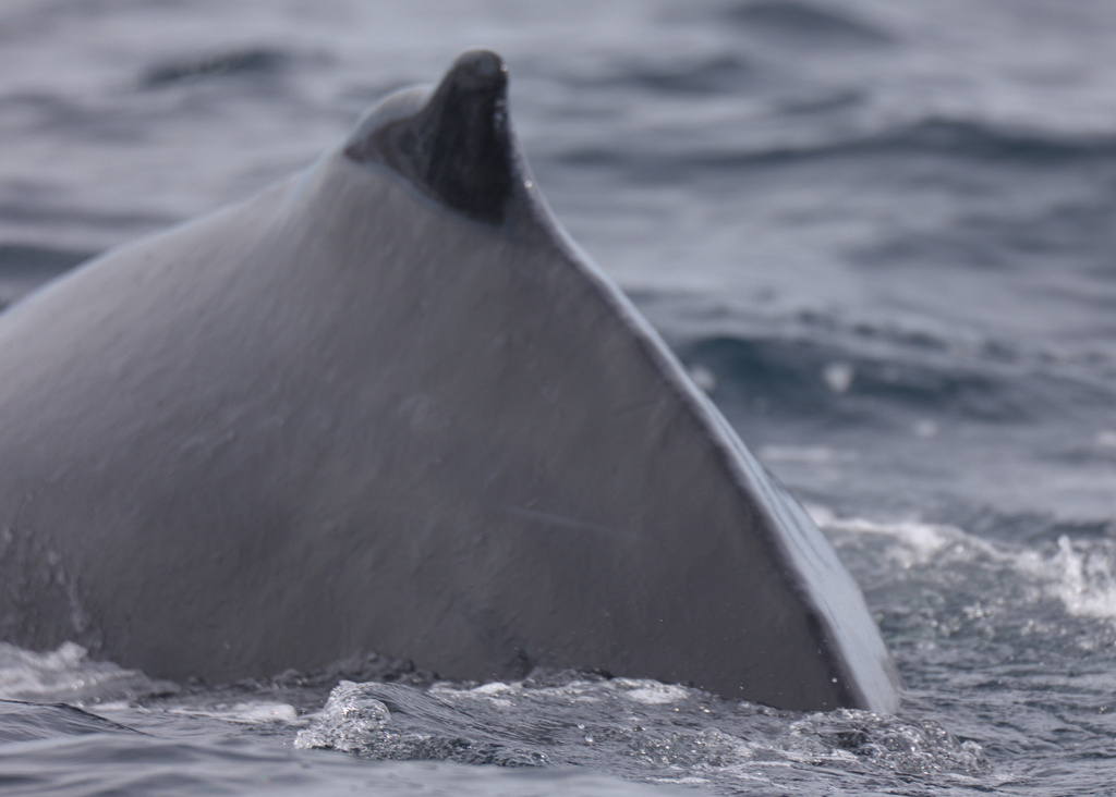 Humpback Whale from La Paz, MX-BS, MX on March 24, 2024 at 09:29 AM by ...