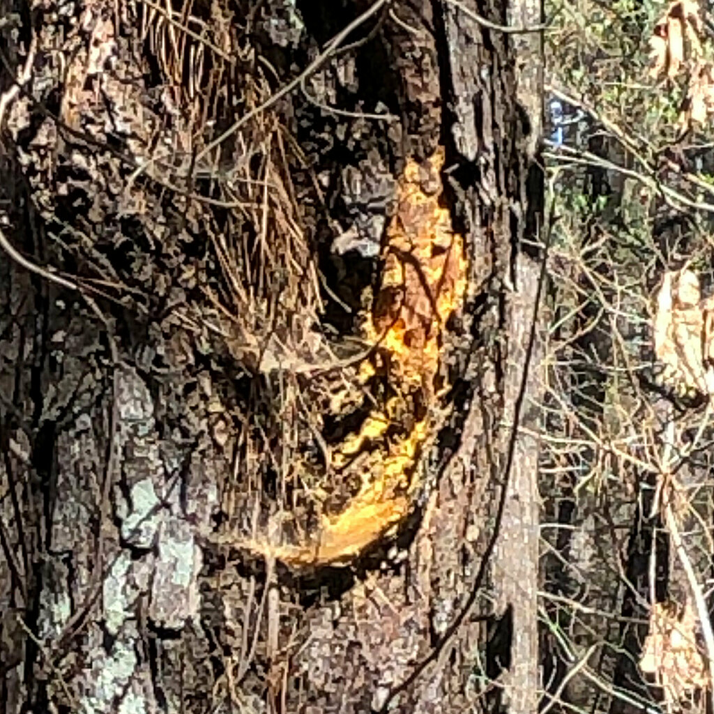 Pine-oak gall rust from Winder, GA 30680, USA on March 28, 2024 by Joan ...