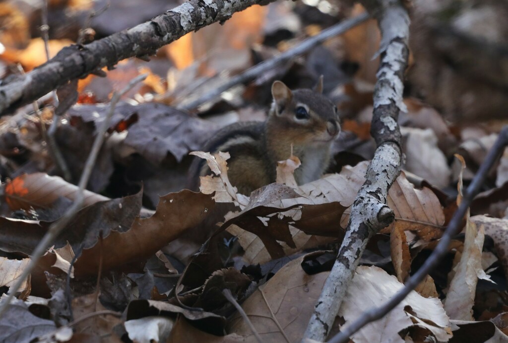 Eastern Chipmunk from Hocking County, OH, USA on March 17, 2024 at 04: ...