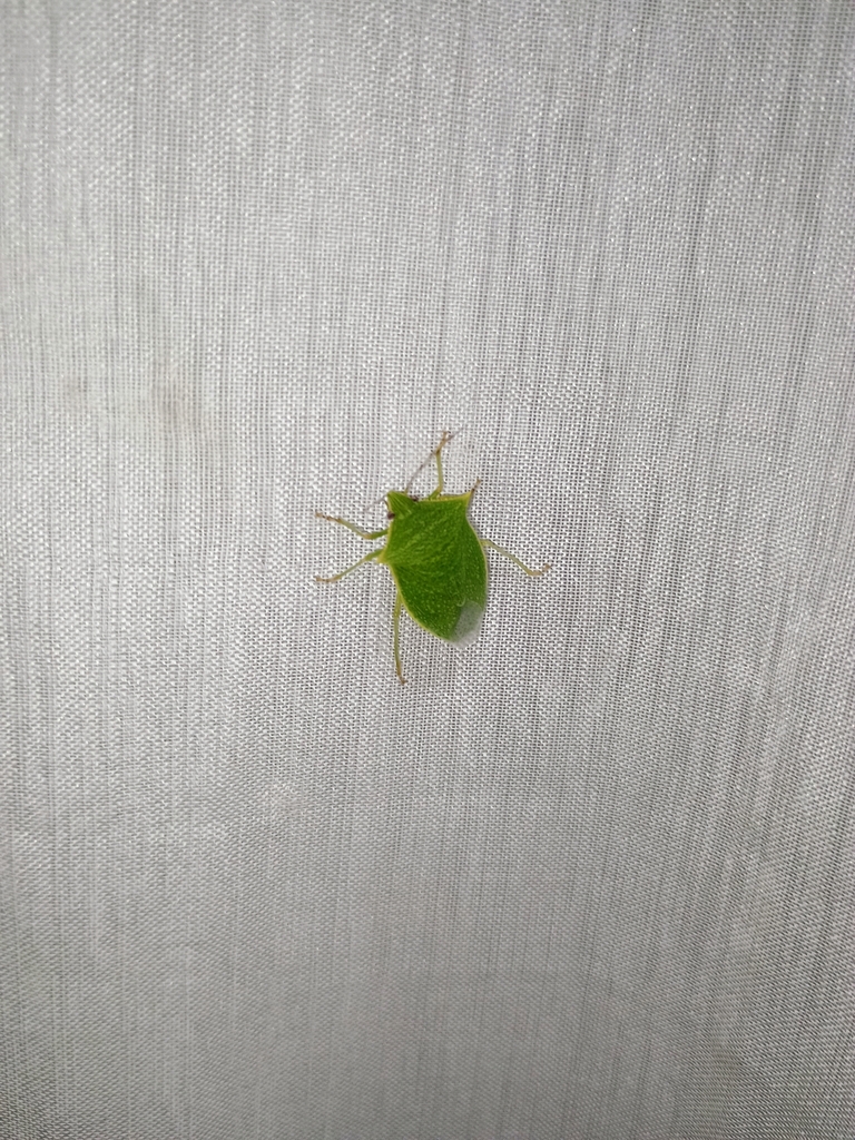 Loxa viridis from 62720 Jaloxtoc, Mor., México on March 27, 2024 at 10: ...