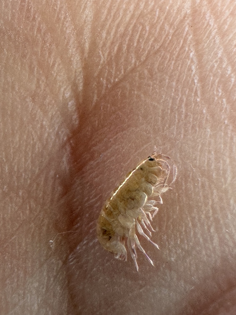 Ampithoidae from Eckerd College, Saint Petersburg, FL, US on March 29 ...