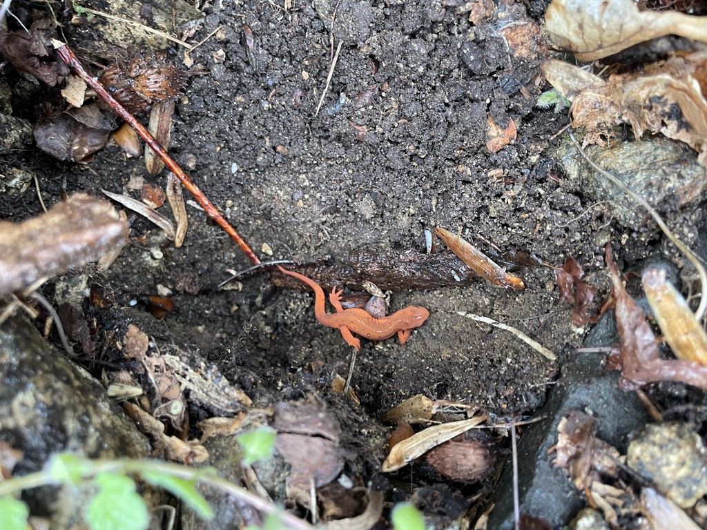 Eastern Newt from Quaker Run Rd, Madison, VA, US on March 27, 2024 at ...