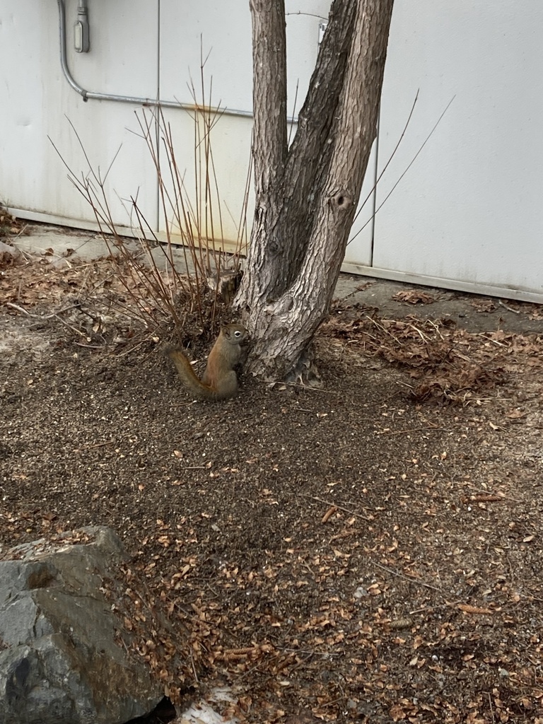 American Red Squirrel from University of Alaska Anchorage, Anchorage ...