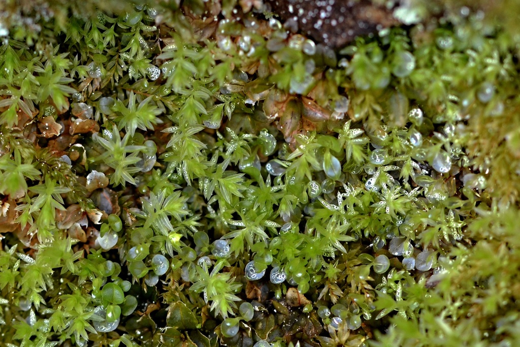 Horn Calcareous Moss from Jestřebí, Česko on March 24, 2024 at 11:00 AM ...