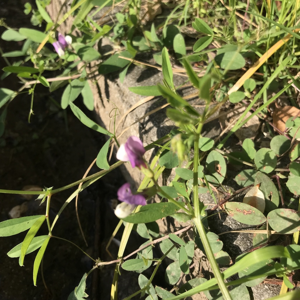 bithynian vetch from Parku i Madh i Liqenit Tiranë, Tirana, 地拉那省, AL on ...