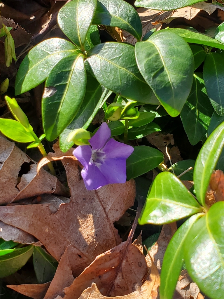 lesser periwinkle from High Falls, NY 12440, USA on March 29, 2024 at ...