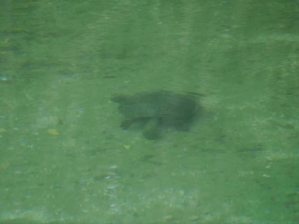 Central American River Turtle in April 2019 by Matt Muir · iNaturalist