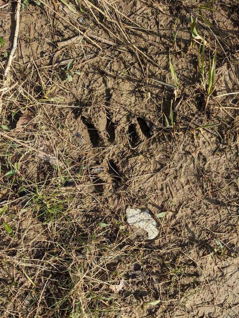 White-tailed Deer from Hueston Woods, Preble County, OH, USA on March ...