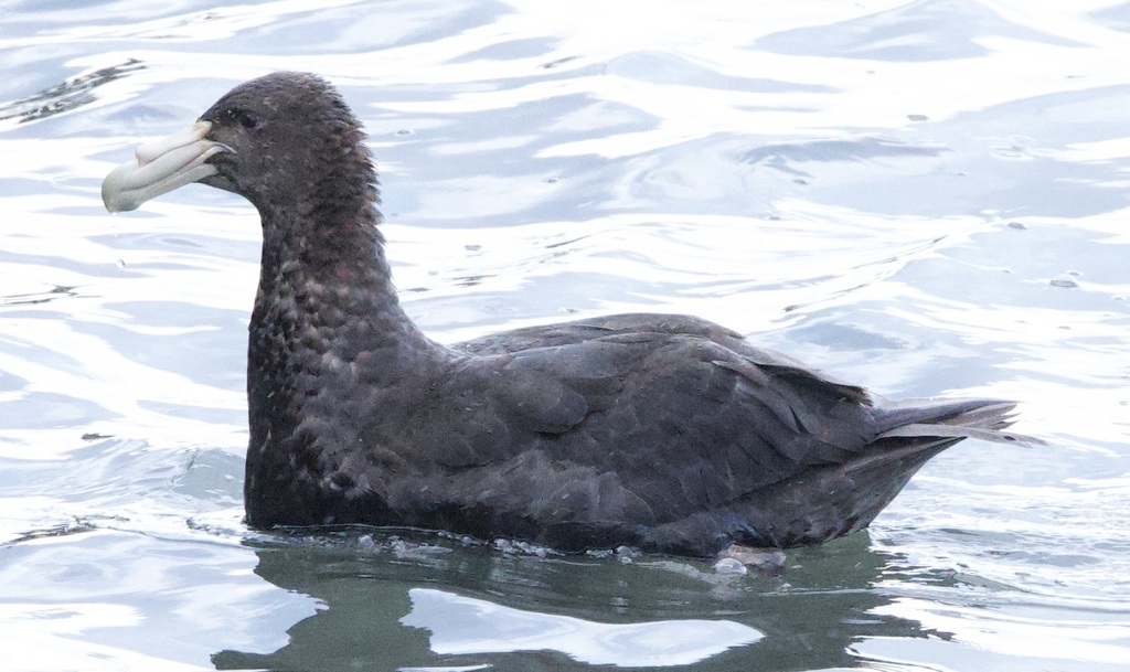 Southern Giant Petrel in March 2024 by Darrell Parsons · iNaturalist